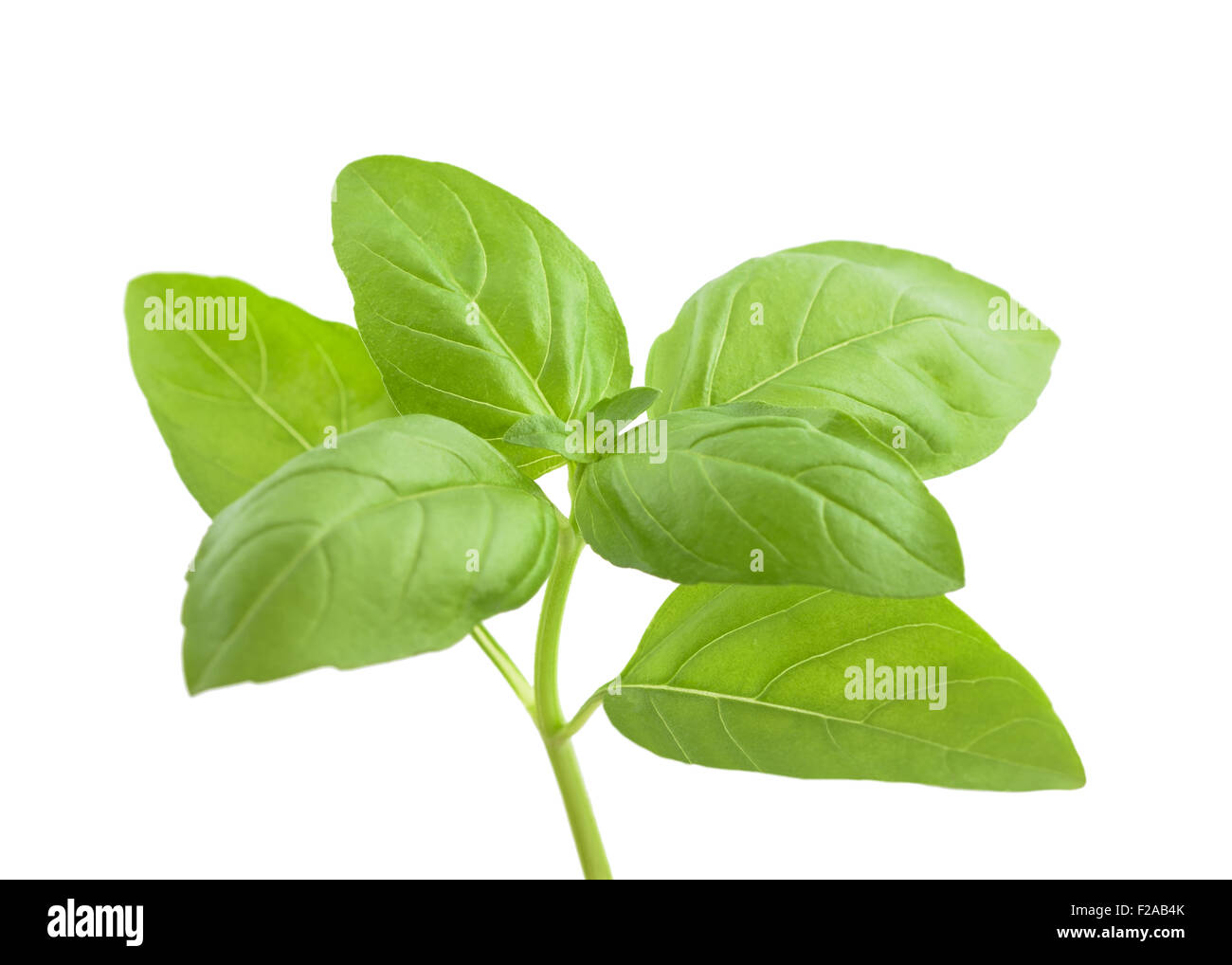 Basil sprig hi-res stock photography and images - Alamy