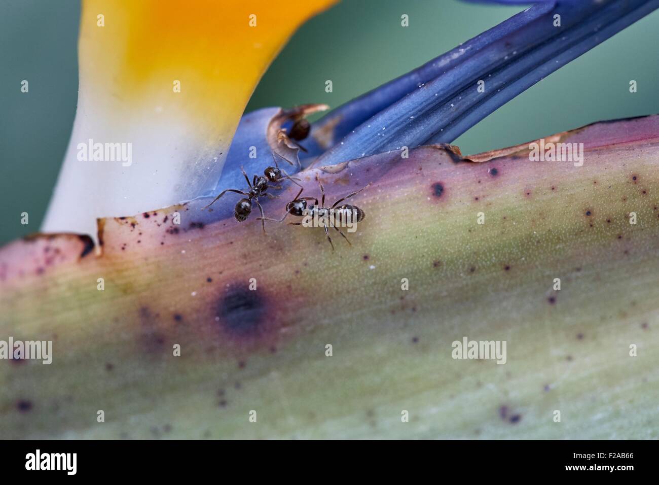 White ants hi-res stock photography and images - Alamy