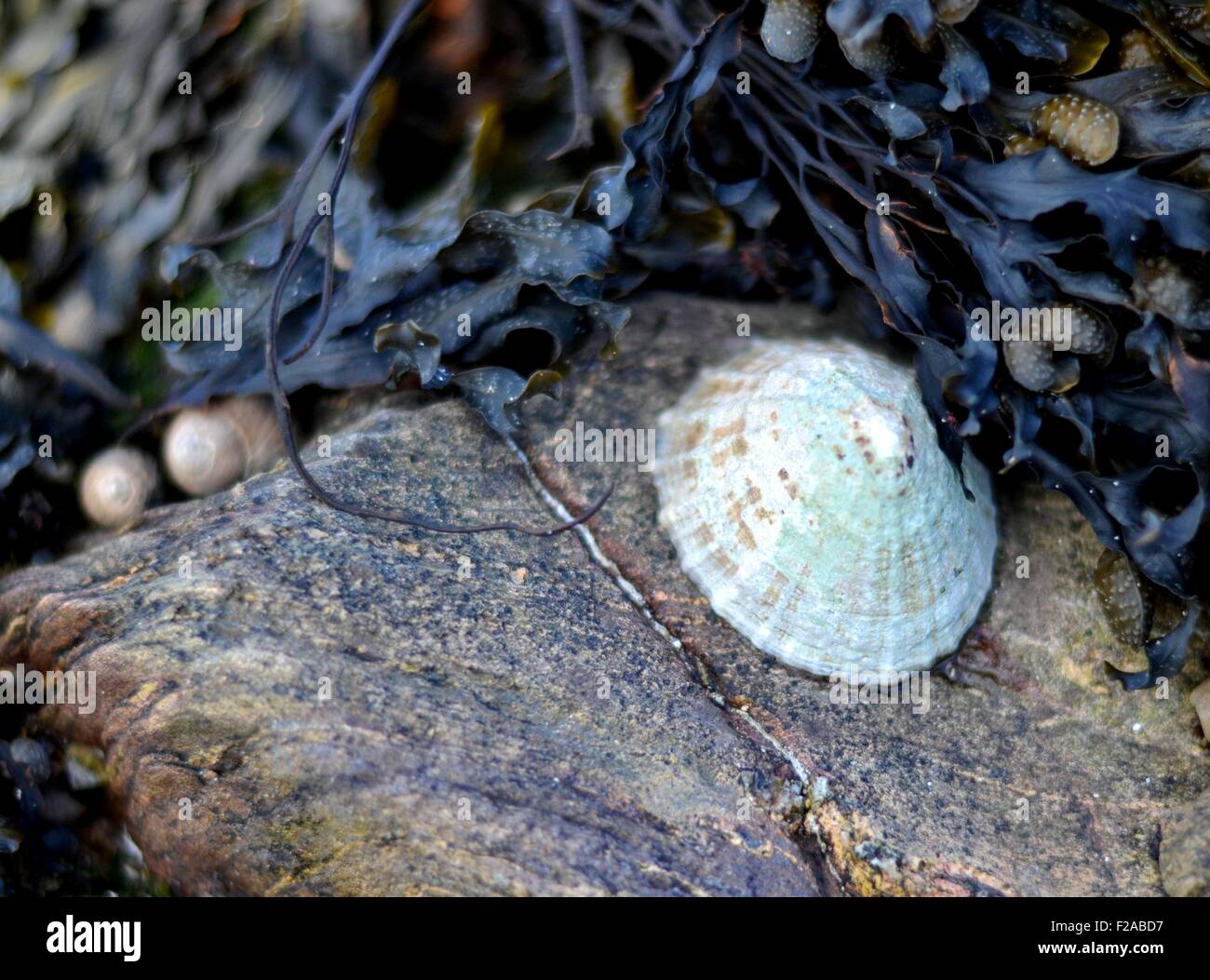 Limpet Rock High Resolution Stock Photography and Images - Alamy