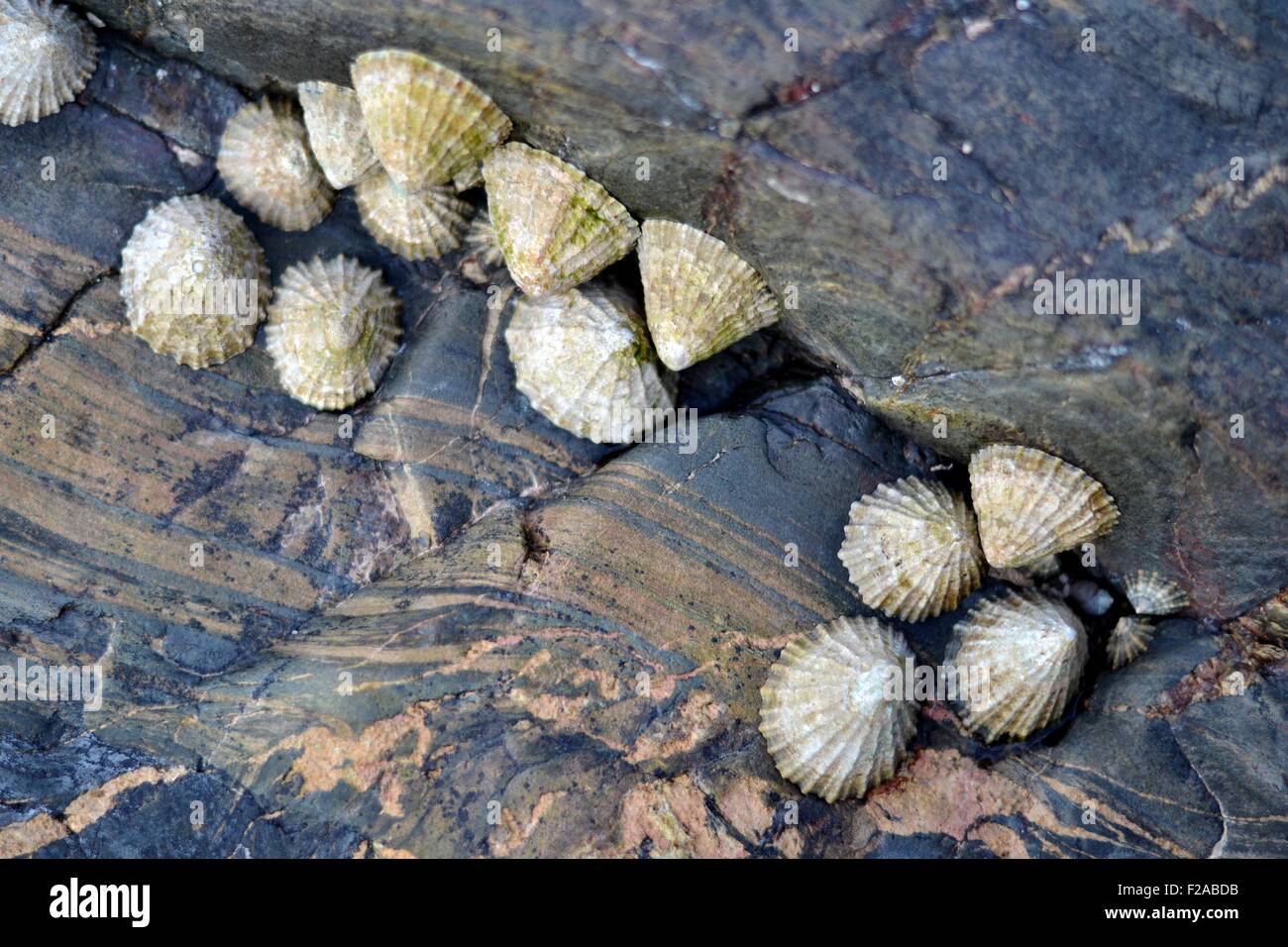 Limpets cling to the rock Stock Photo - Alamy
