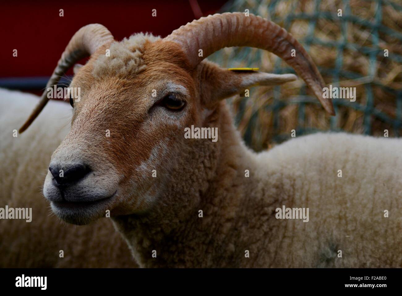 Ram face hi-res stock photography and images - Alamy
