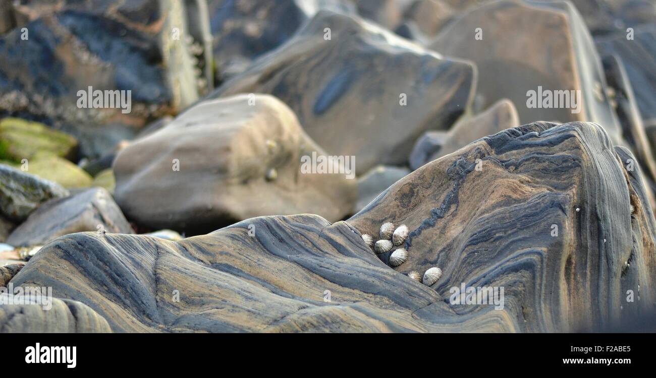 striped rocks on the beach with limpets Stock Photo - Alamy