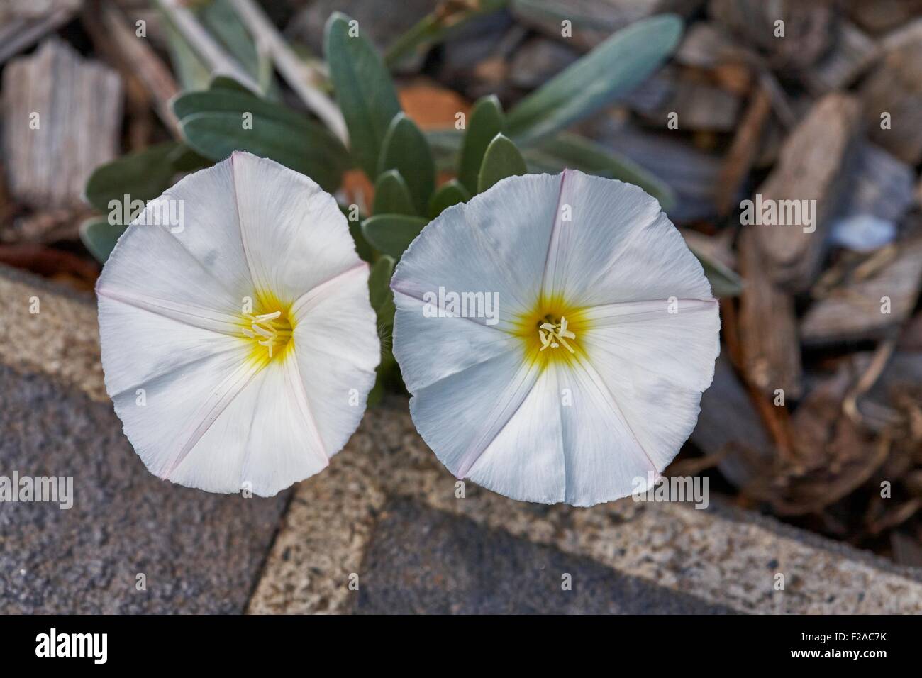 Convolvulus cneorum, also known as silverbush, is a species of ...