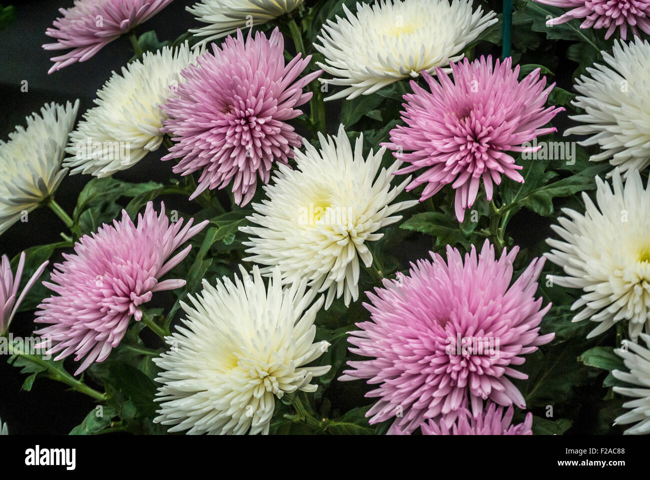 White chrysanthemum flowers hi-res stock photography and images - Alamy
