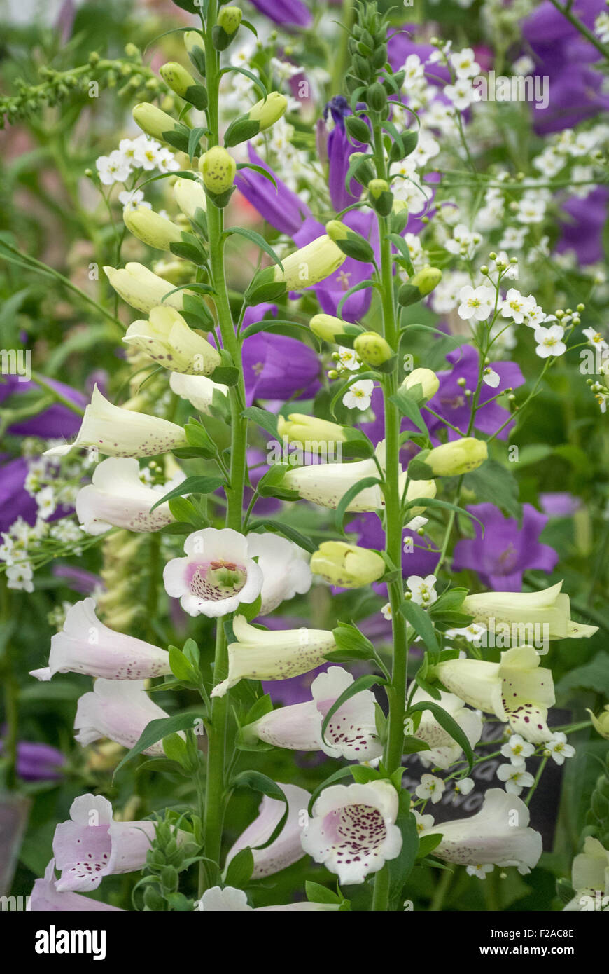 Digitalis flower plant bloom hi-res stock photography and images - Alamy