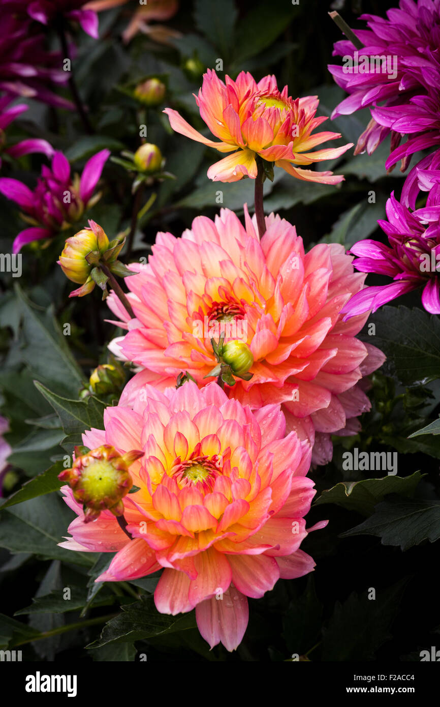 Big beautiful flower Stock Photo - Alamy