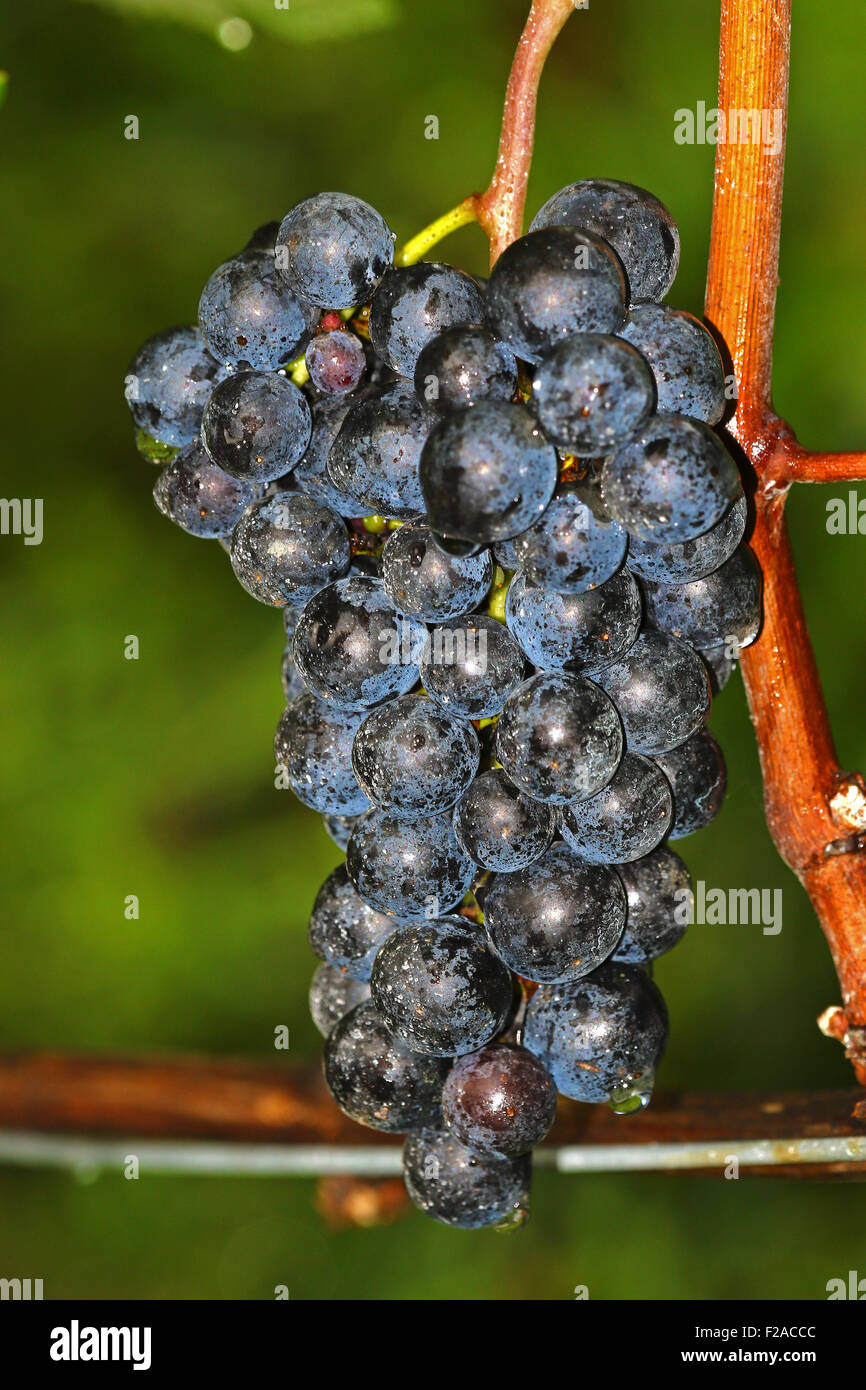 Grapes in rain hi-res stock photography and images - Alamy