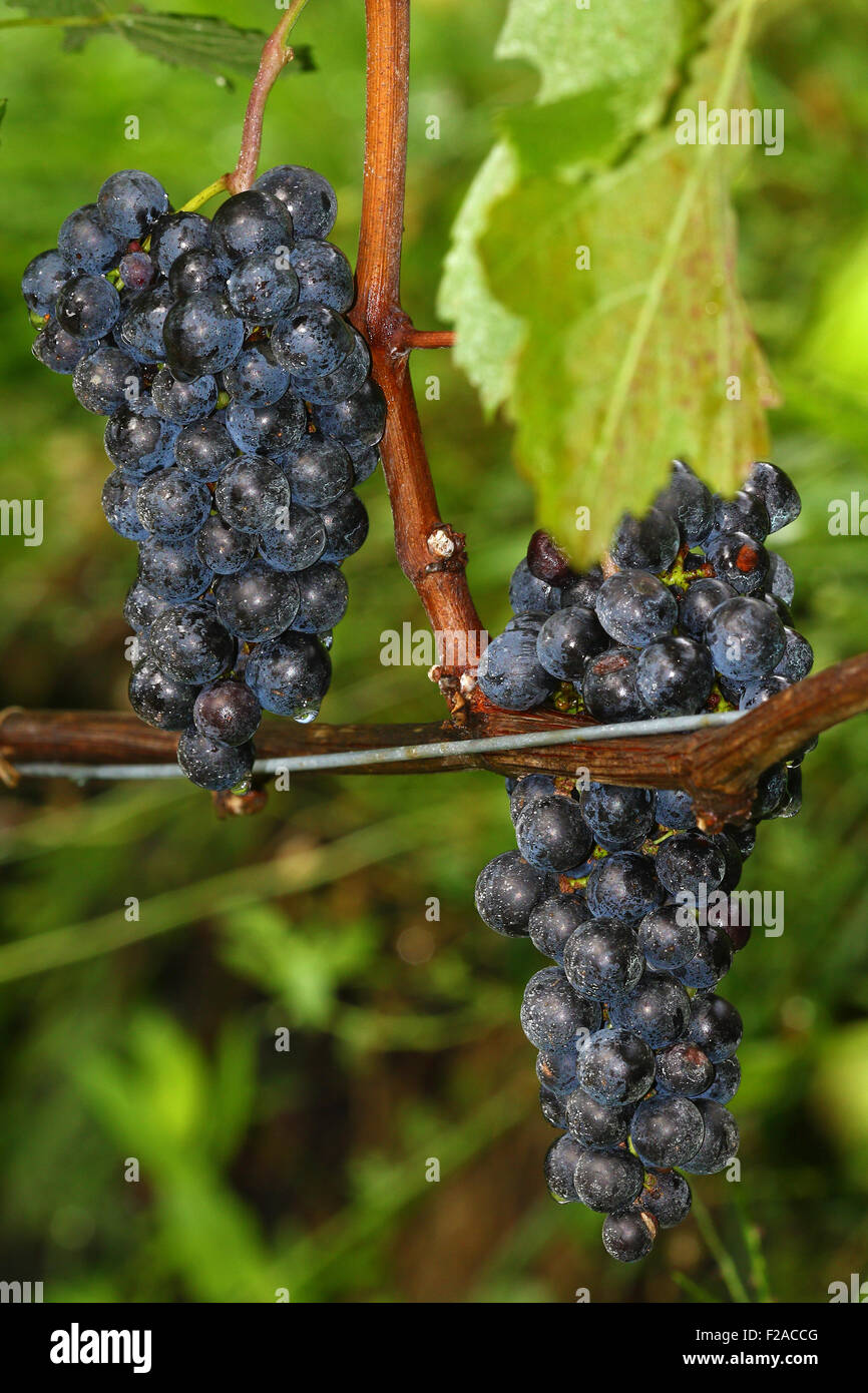 Grapes in rain hi-res stock photography and images - Alamy