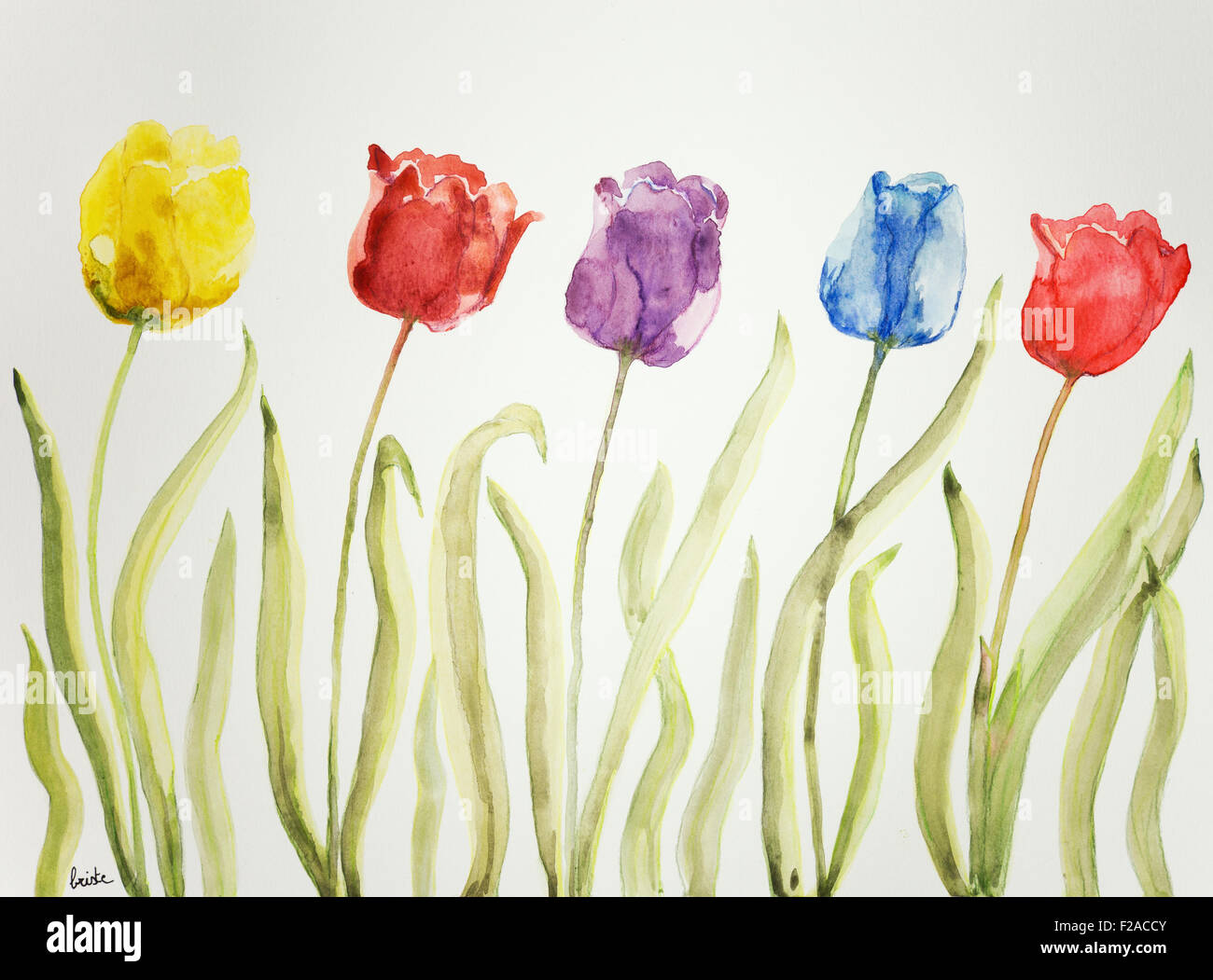 Five tulips of different color Stock Photo - Alamy