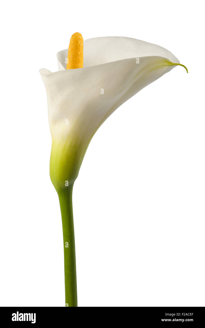 White calla lily, isolated on white. Bud and full-bloom Stock Photo - Alamy