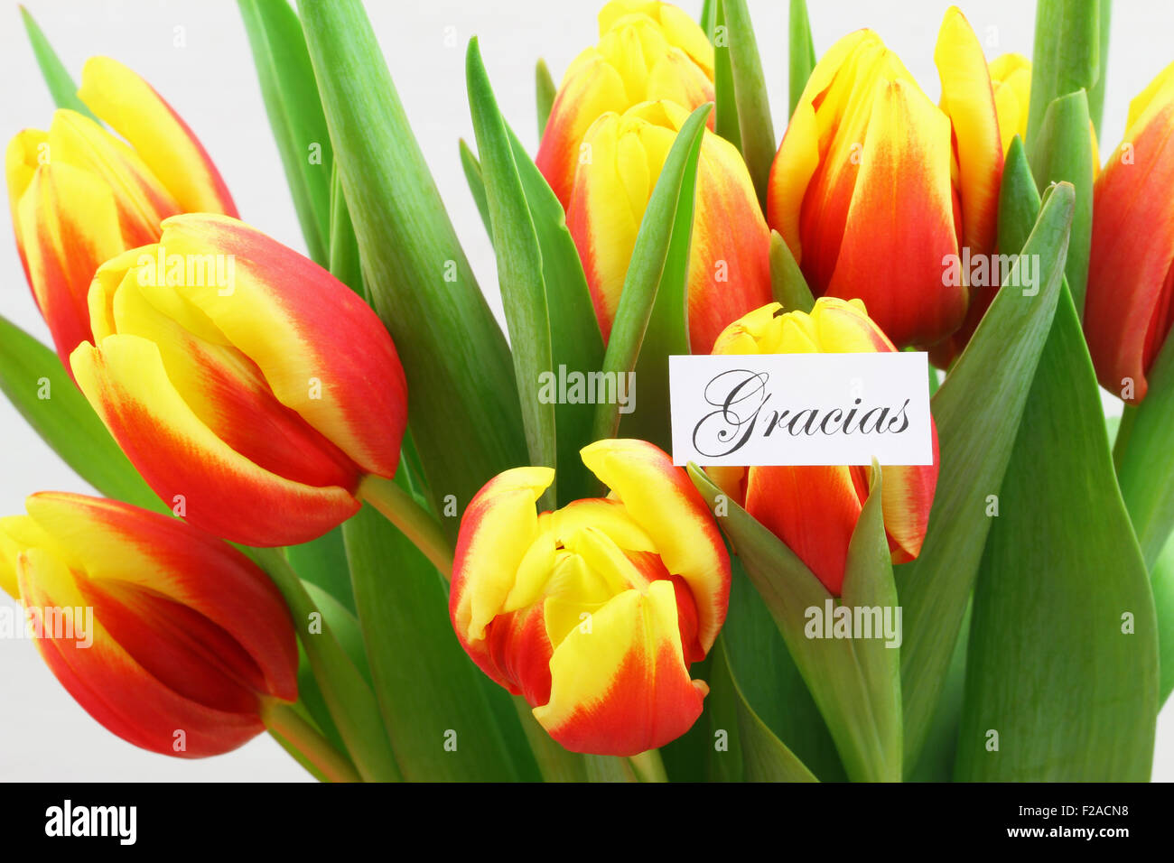 Gracias (thank you in Spanish) card with colorful tulips Stock Photo ...