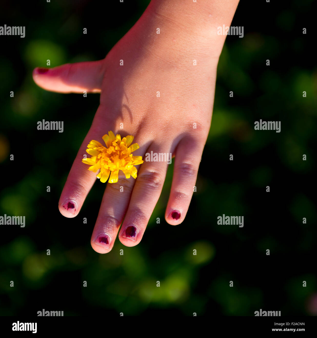 Child Girl Hand holding dandelion flower, dandelion ring Stock Photo ...