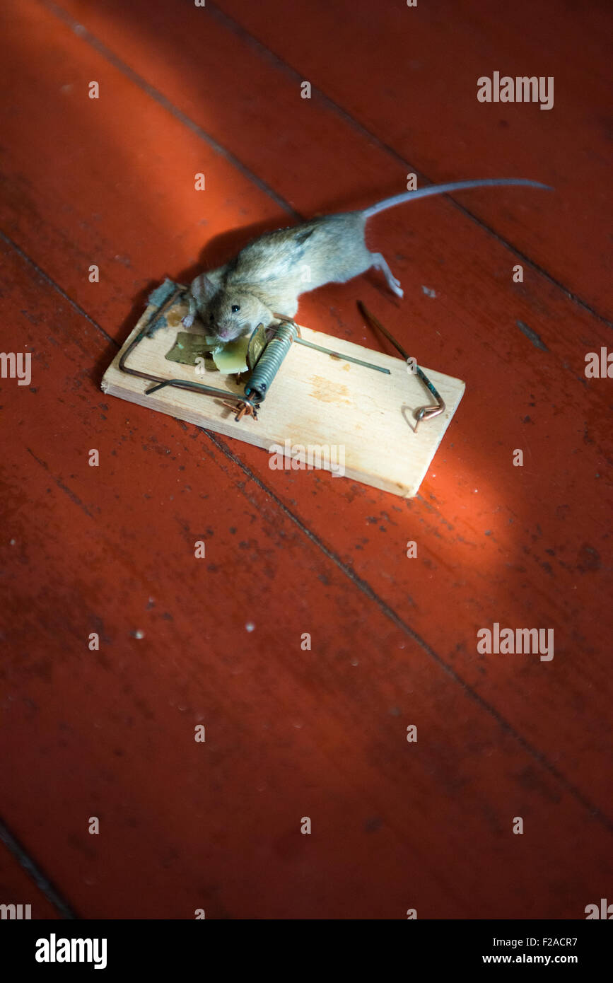 Common house mouse mousetrap hi-res stock photography and images - Alamy