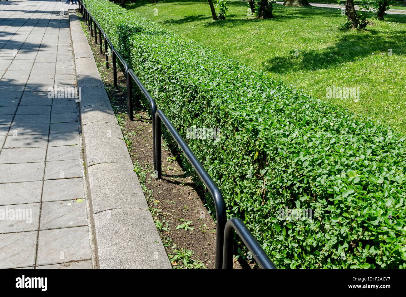 Metal and green Hedge in Doctors' Garden Sofia, Bulgaria Stock Photo ...