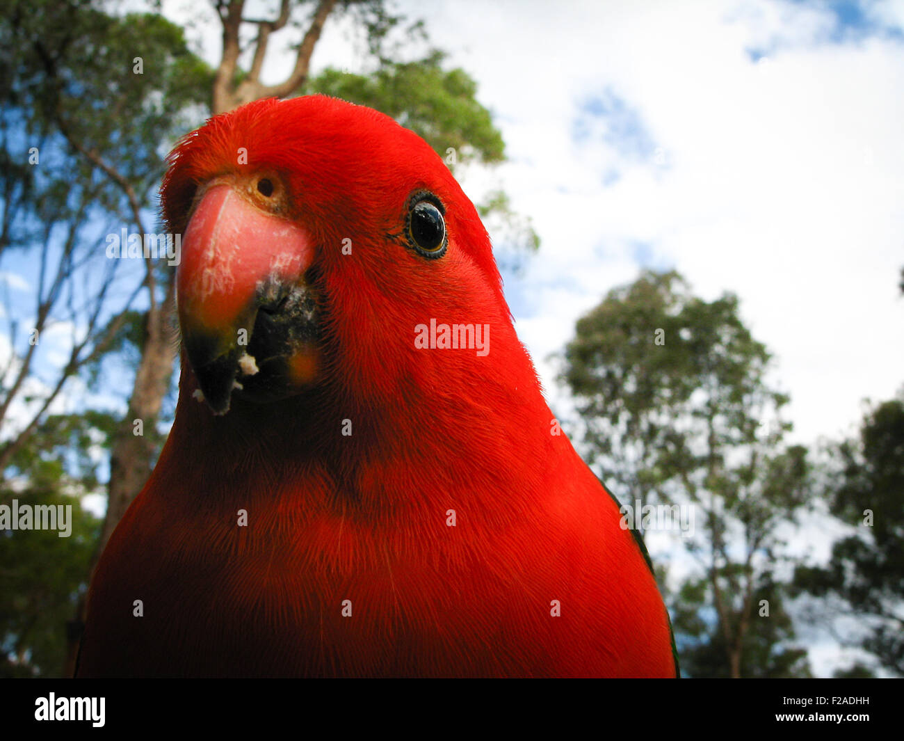 Red king parrot hi-res stock photography and images - Alamy
