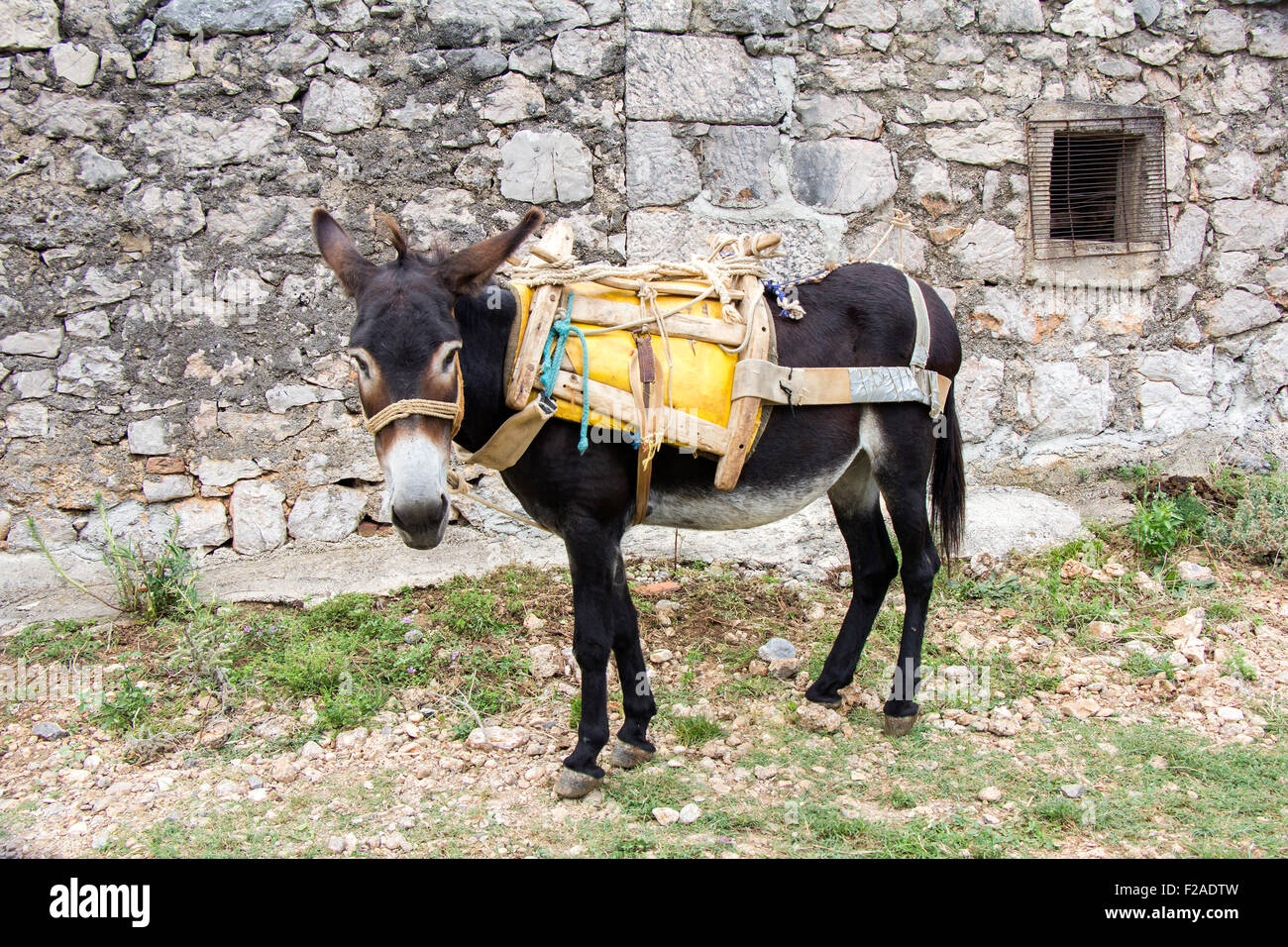 Young donkey tied up in an old stone house Stock Photo - Alamy