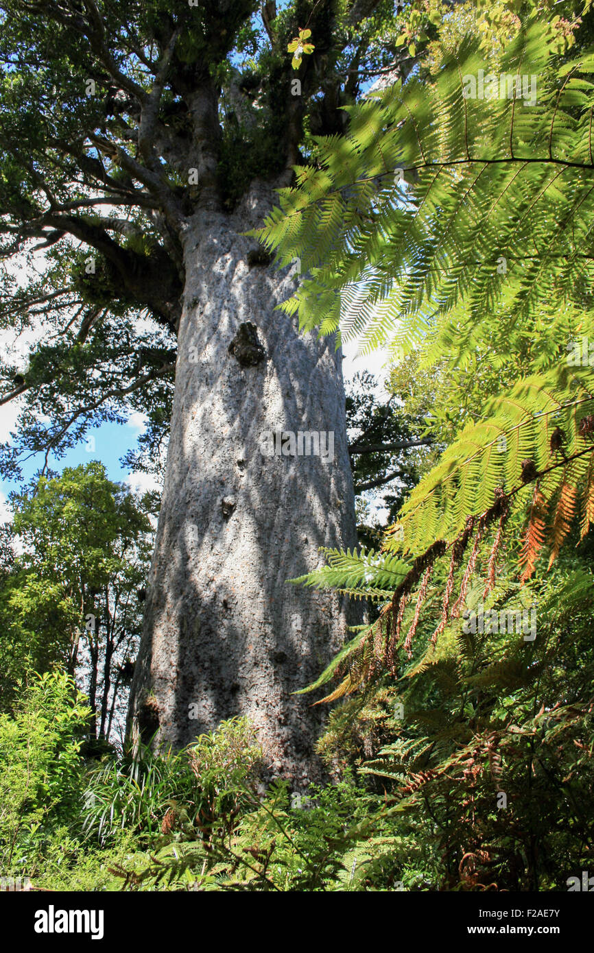 Tane Mahuta in the Waipoua Kauri Forest. It is the named after Tāne ...
