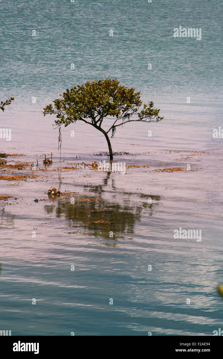 Lone Mangrove Tree Stock Photo - Alamy