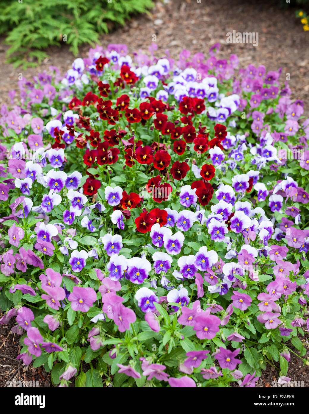 Beautiful violet flowers Stock Photo - Alamy