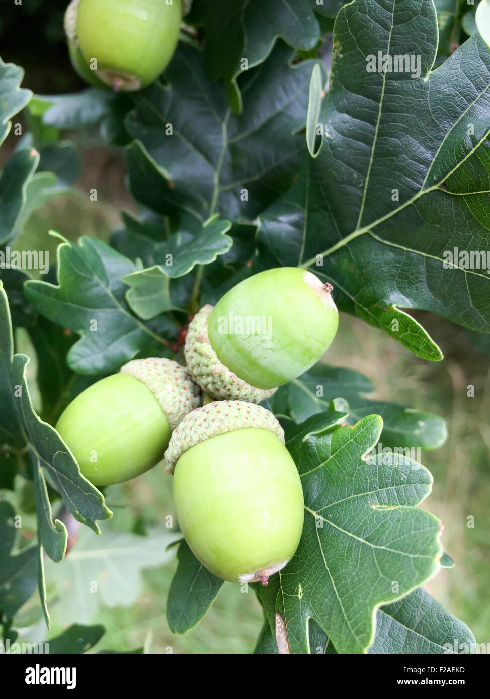 Acorns hanging on oak tree Stock Photo - Alamy