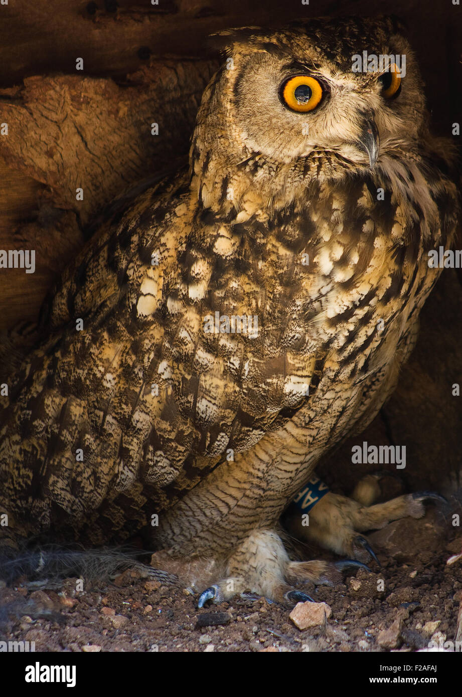 Eagle owl looking intensely directly into the camera Stock Photo - Alamy