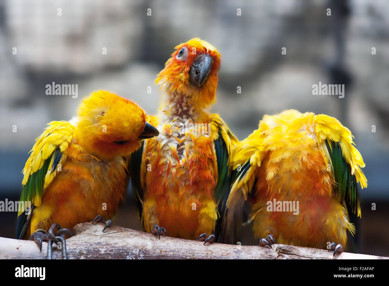 Three parrots hi-res stock photography and images - Alamy