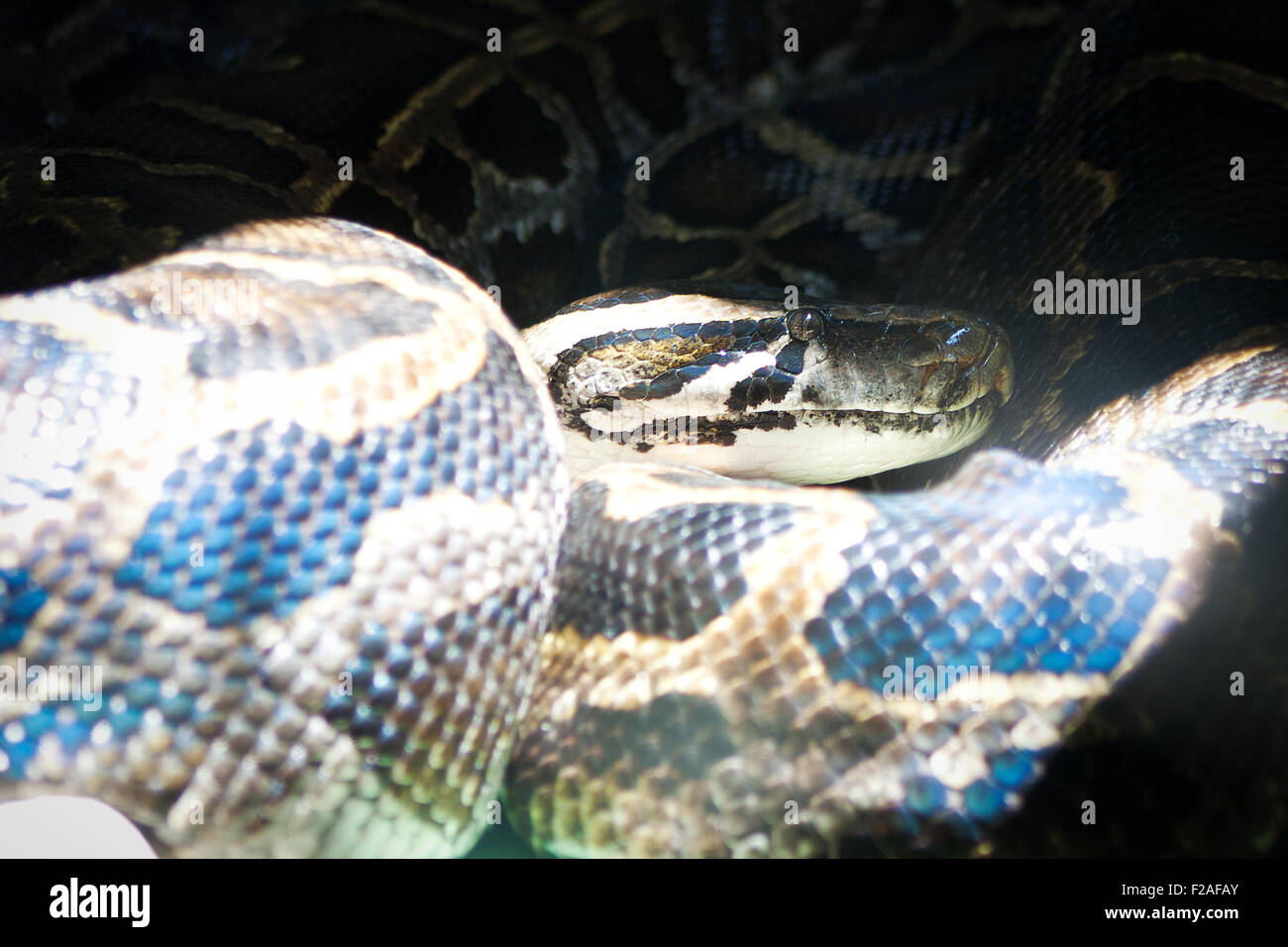 Boa snake relaxing between light and shadow with intense look Stock ...