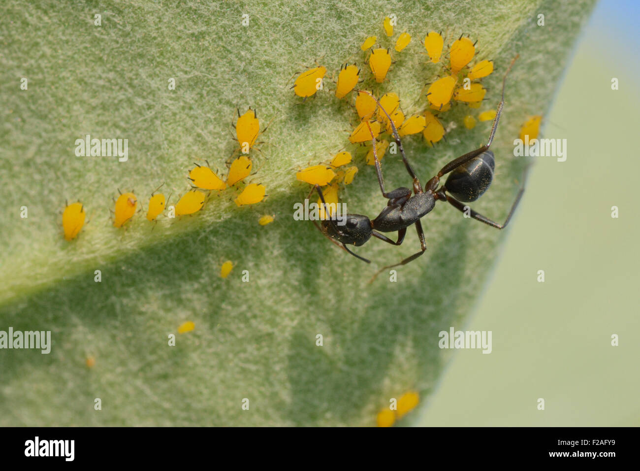 ant milking aphids Stock Photo - Alamy