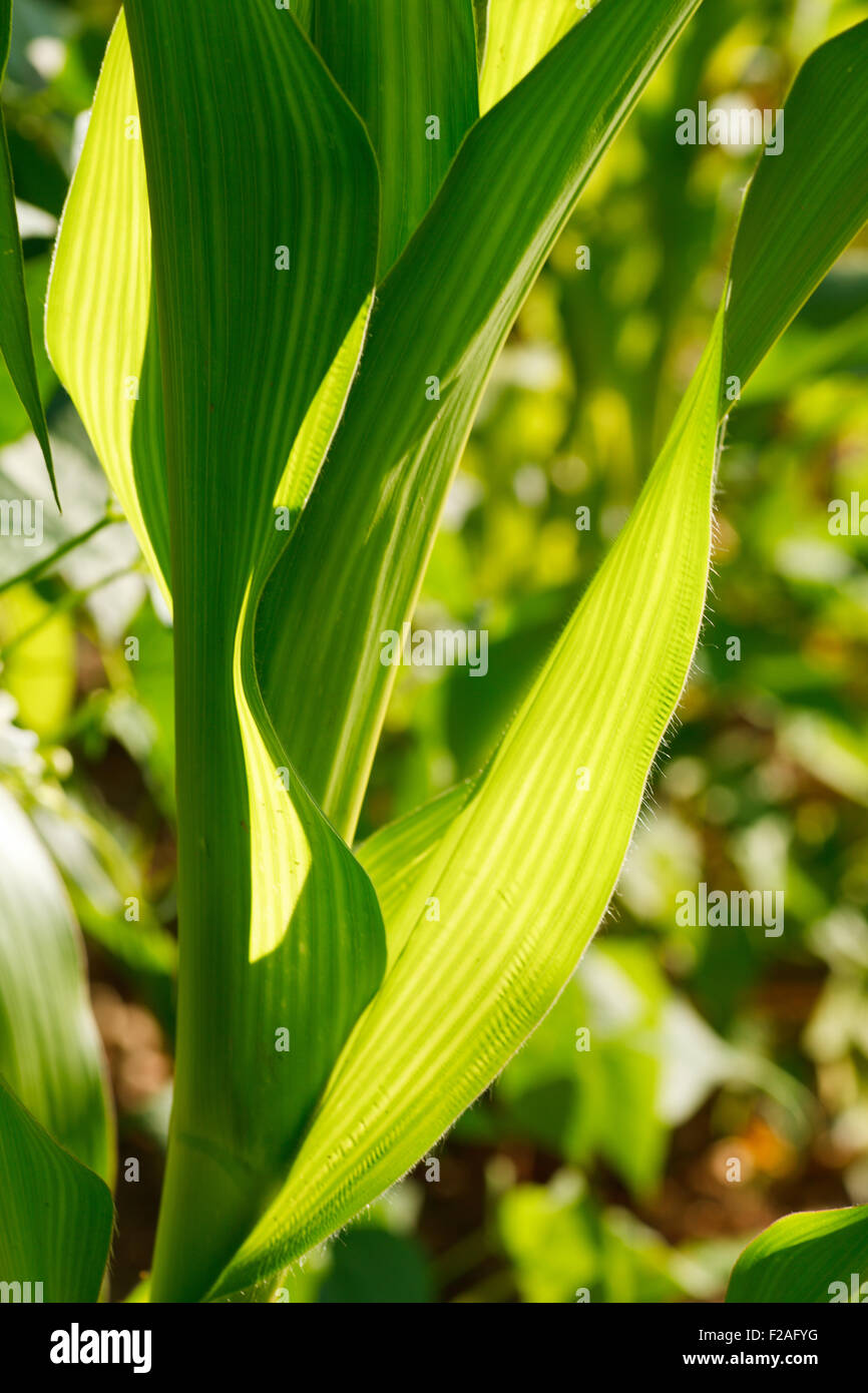 Close up of green Corn Leaves - background Stock Photo - Alamy