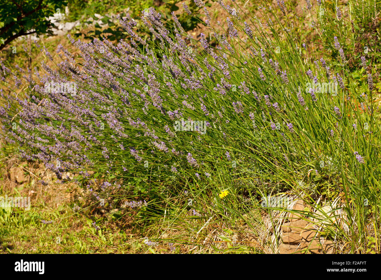 Photo of a lavender garden in spring season Stock Photo - Alamy