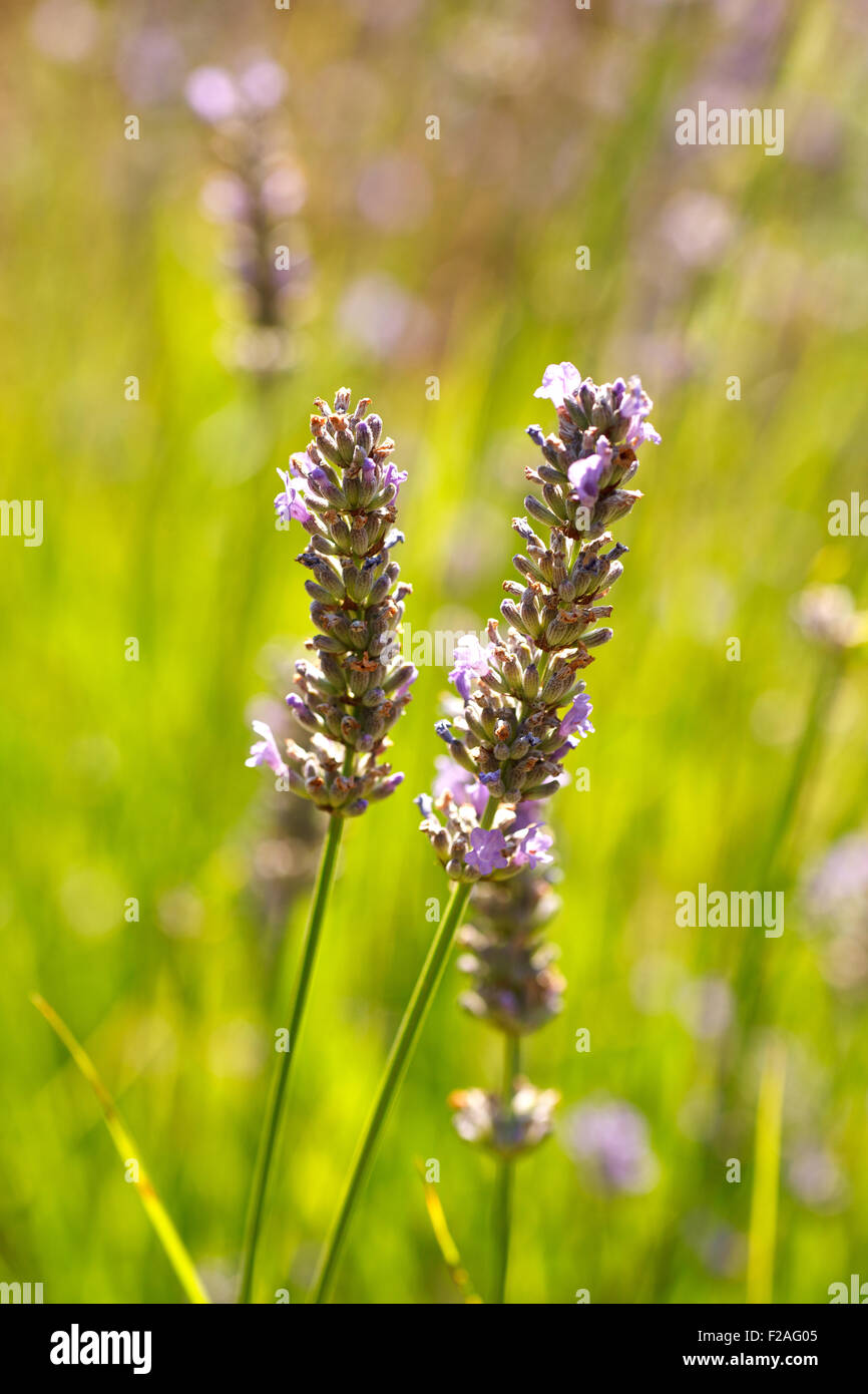 Close up of lavender flower in bloom Stock Photo - Alamy