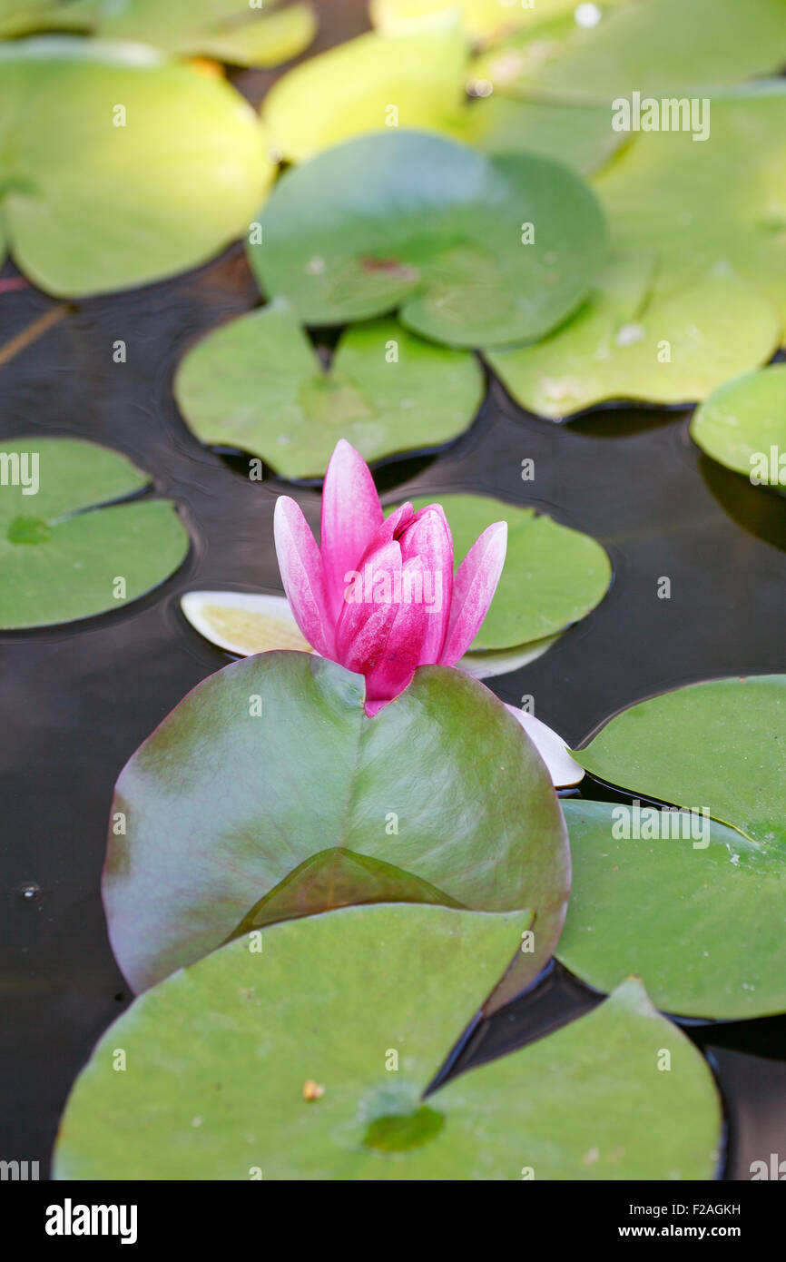 Photo of Nymphaea, Water Lilly in the pond Stock Photo - Alamy