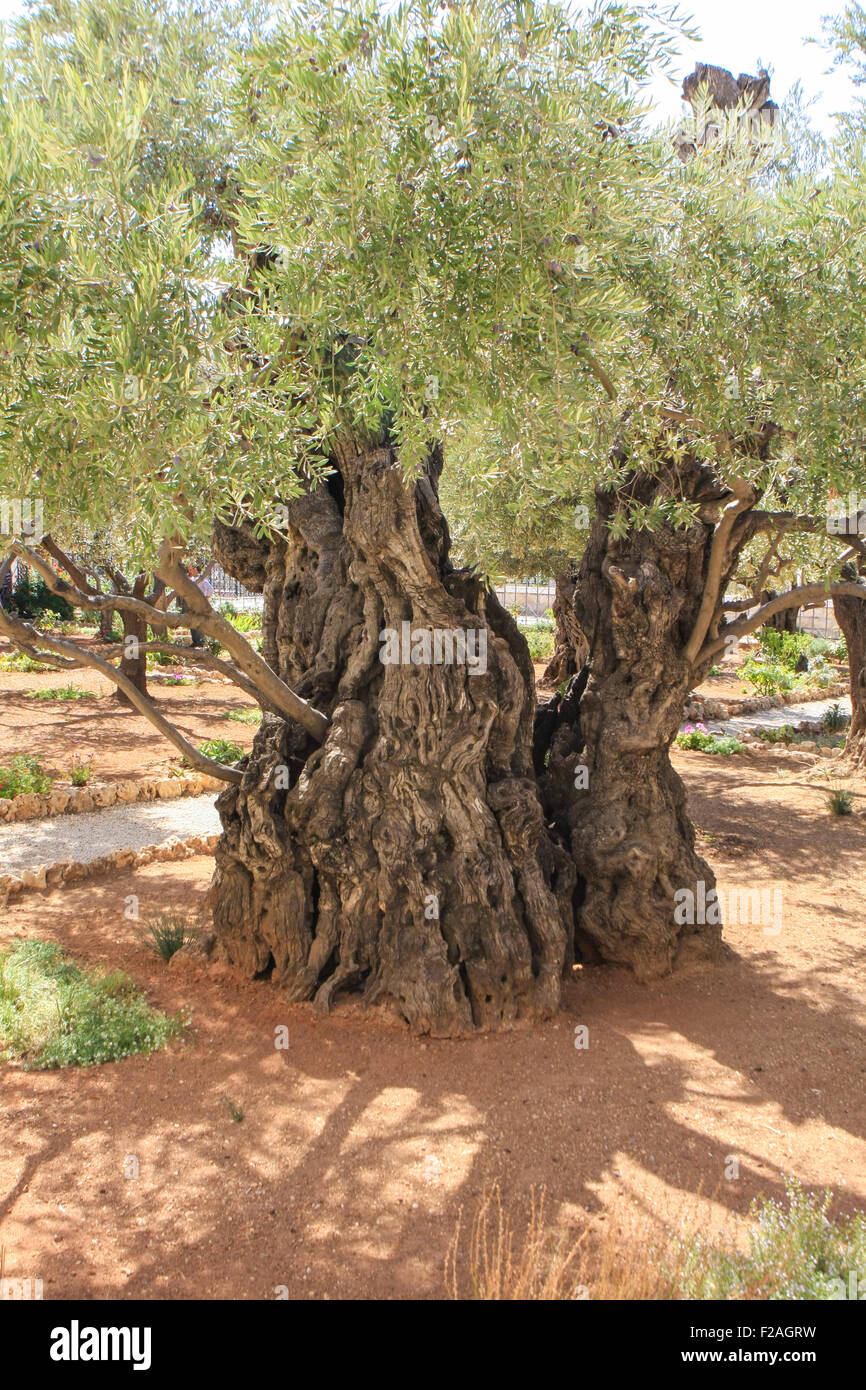 Garden of gethsemane hi-res stock photography and images - Alamy