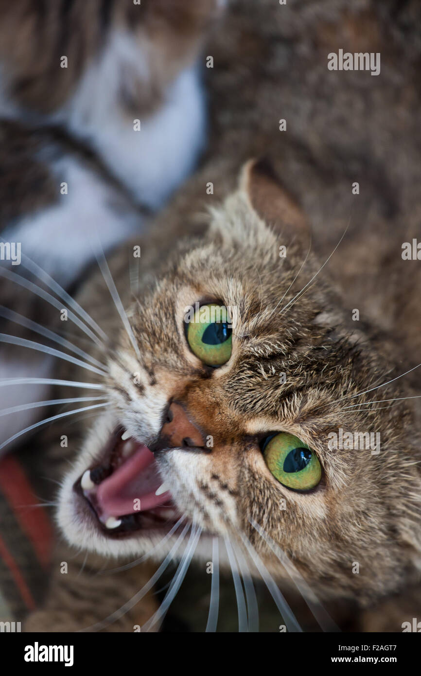 Ferocious hi-res stock photography and images - Alamy