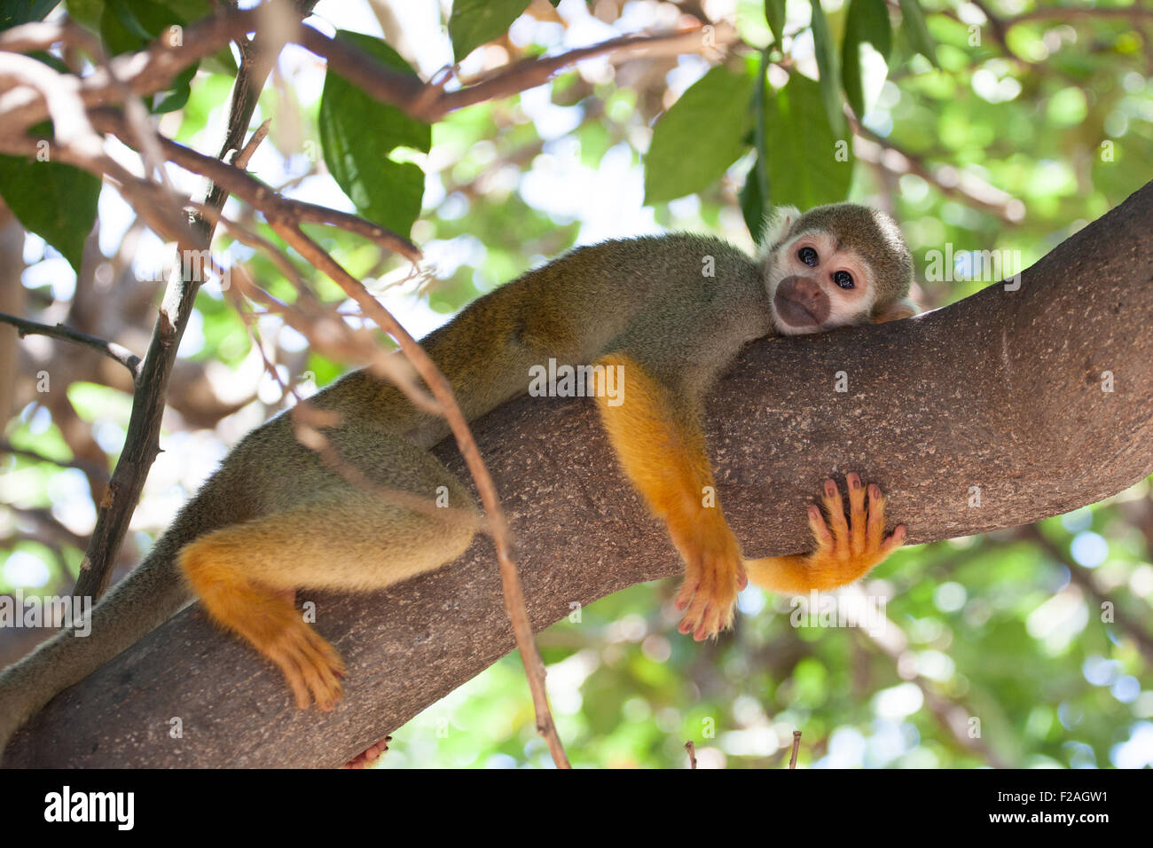 Cute Squirrel Monkey hugging a tree branch Stock Photo - Alamy