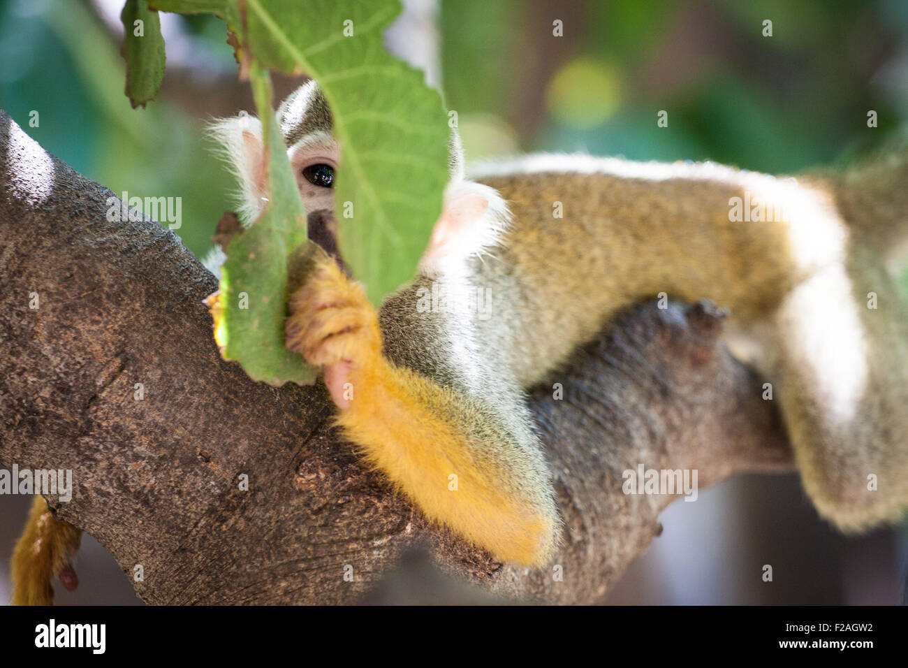 Cute Squirrel Monkey looking playfully through leafs Stock Photo - Alamy