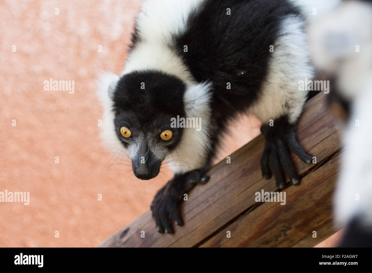 Black and White Ruffed Lemur staring intensely Stock Photo - Alamy