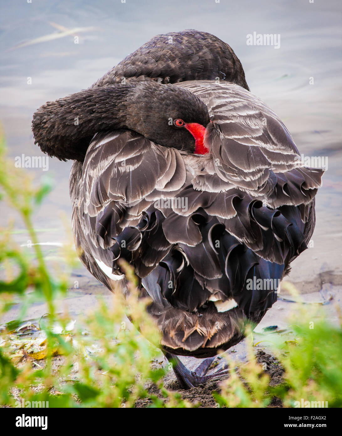 Resting swan hi-res stock photography and images - Alamy