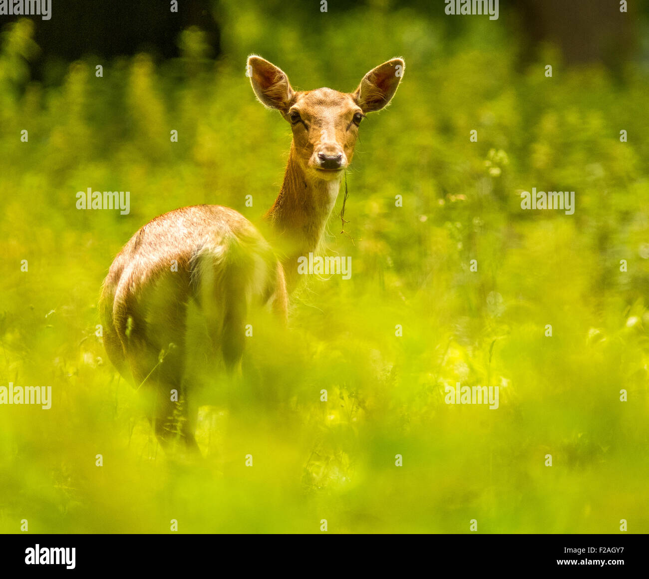 a surprised fallow deer Stock Photo - Alamy