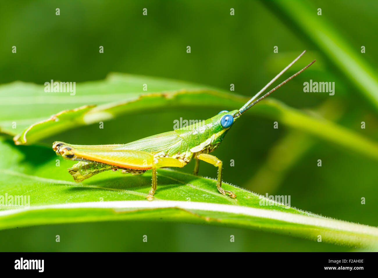 green grasshopper on grass leaf Stock Photo - Alamy