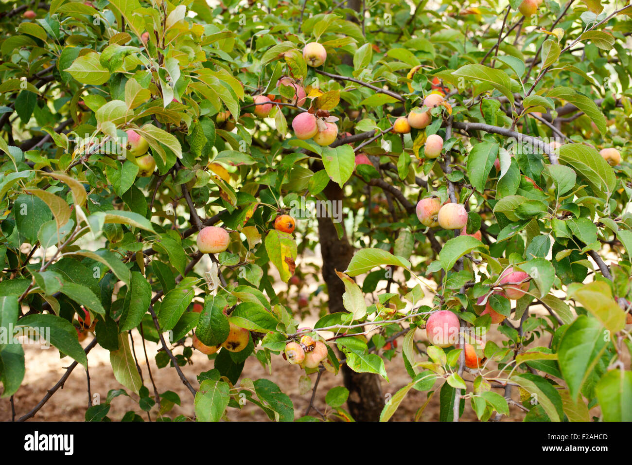 Little apples on a tree Stock Photo - Alamy
