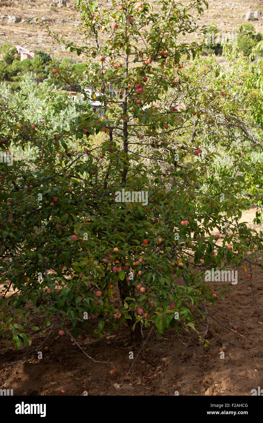 Little apples on a tree Stock Photo - Alamy