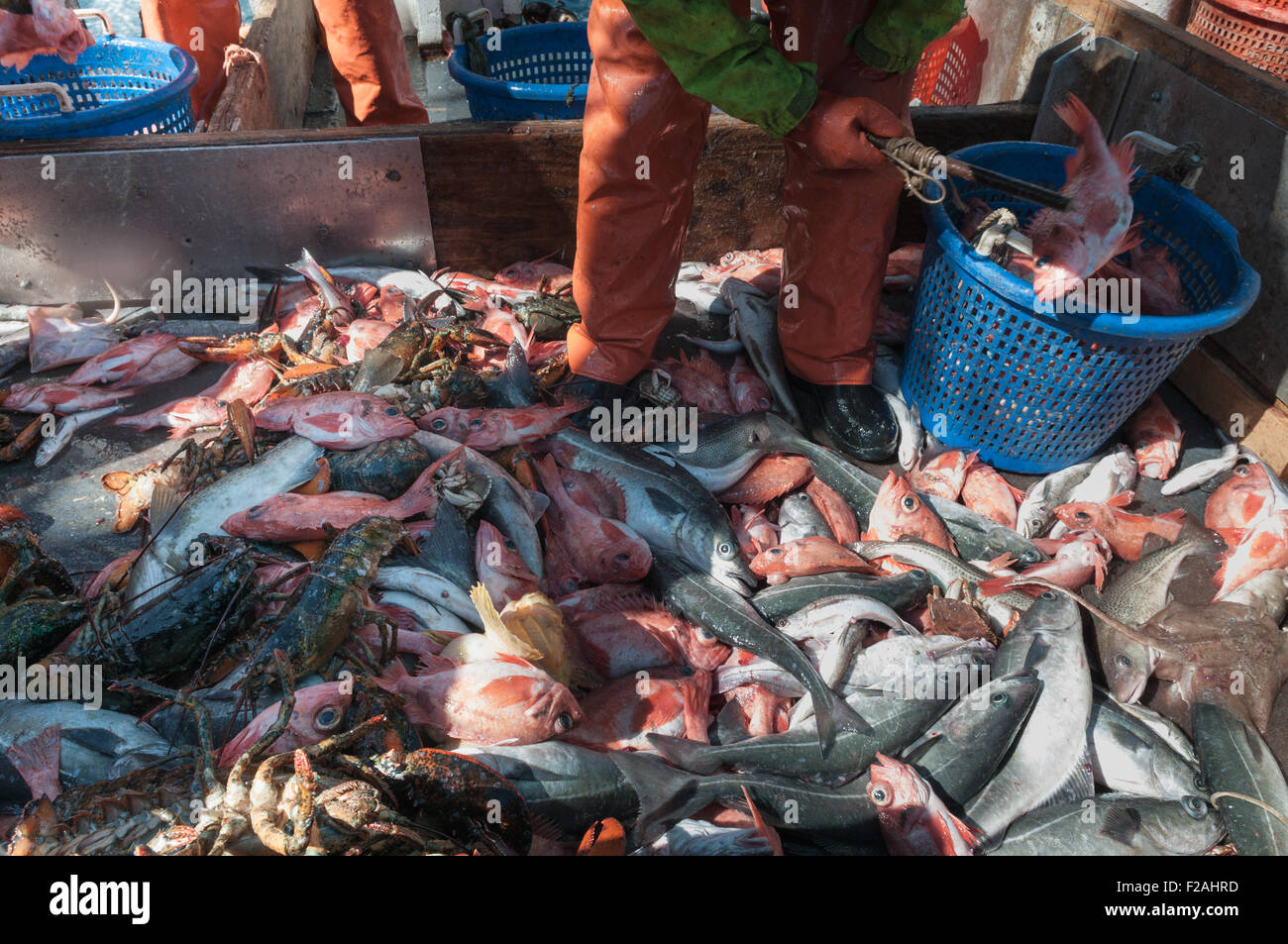 Sorting catch of redfish, haddock, lobster, pollock and dogfish on deck ...