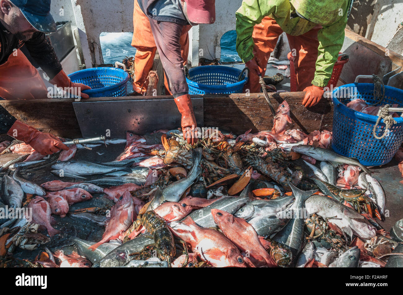 Sorting catch of redfish, haddock, lobster, pollock and dogfish on deck ...