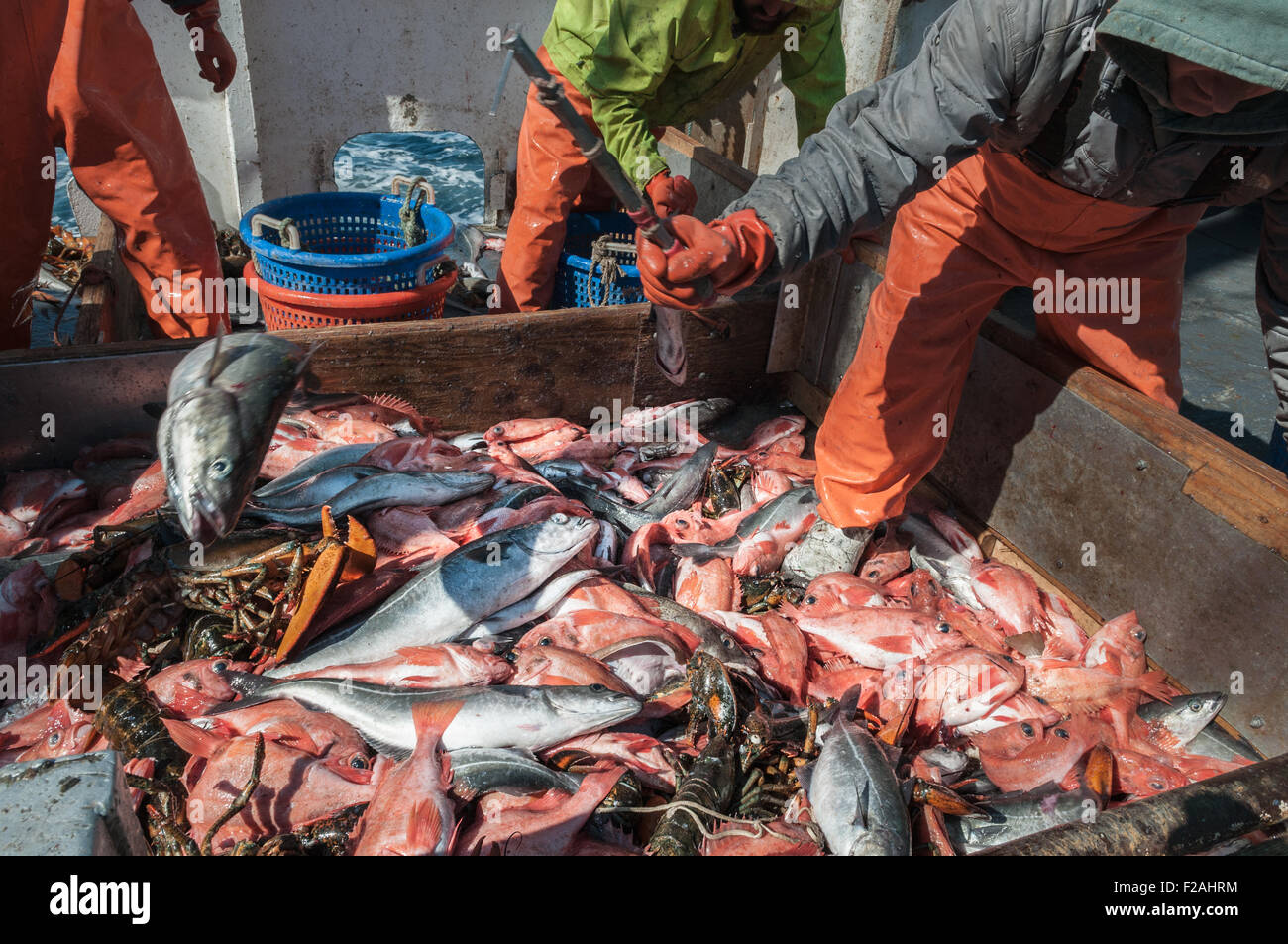 Sorting catch of redfish, haddock, lobster, pollock and dogfish on deck ...