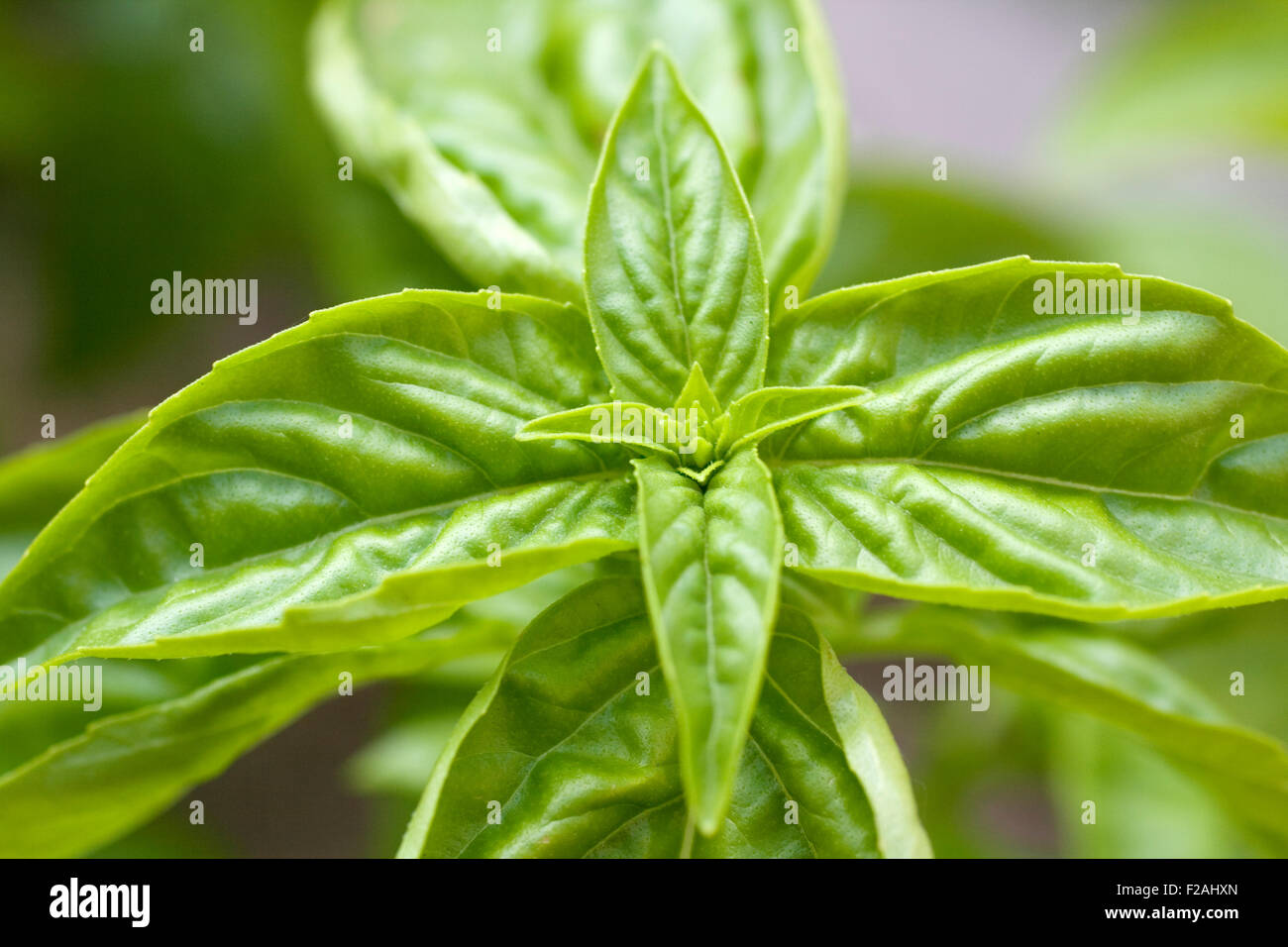 Little basil plant on ground Stock Photo - Alamy