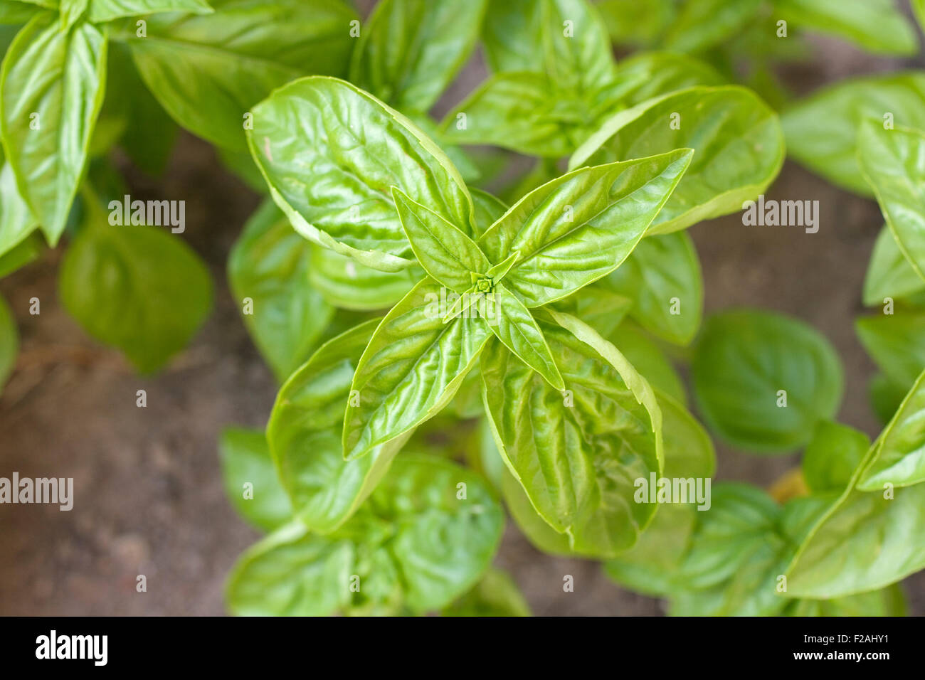 Little basil plant on ground Stock Photo - Alamy