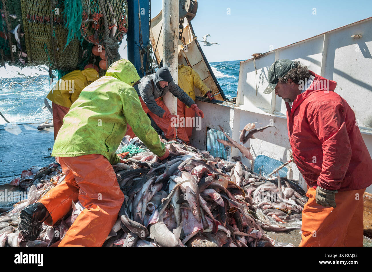 Pollock fish trawler hi-res stock photography and images - Alamy