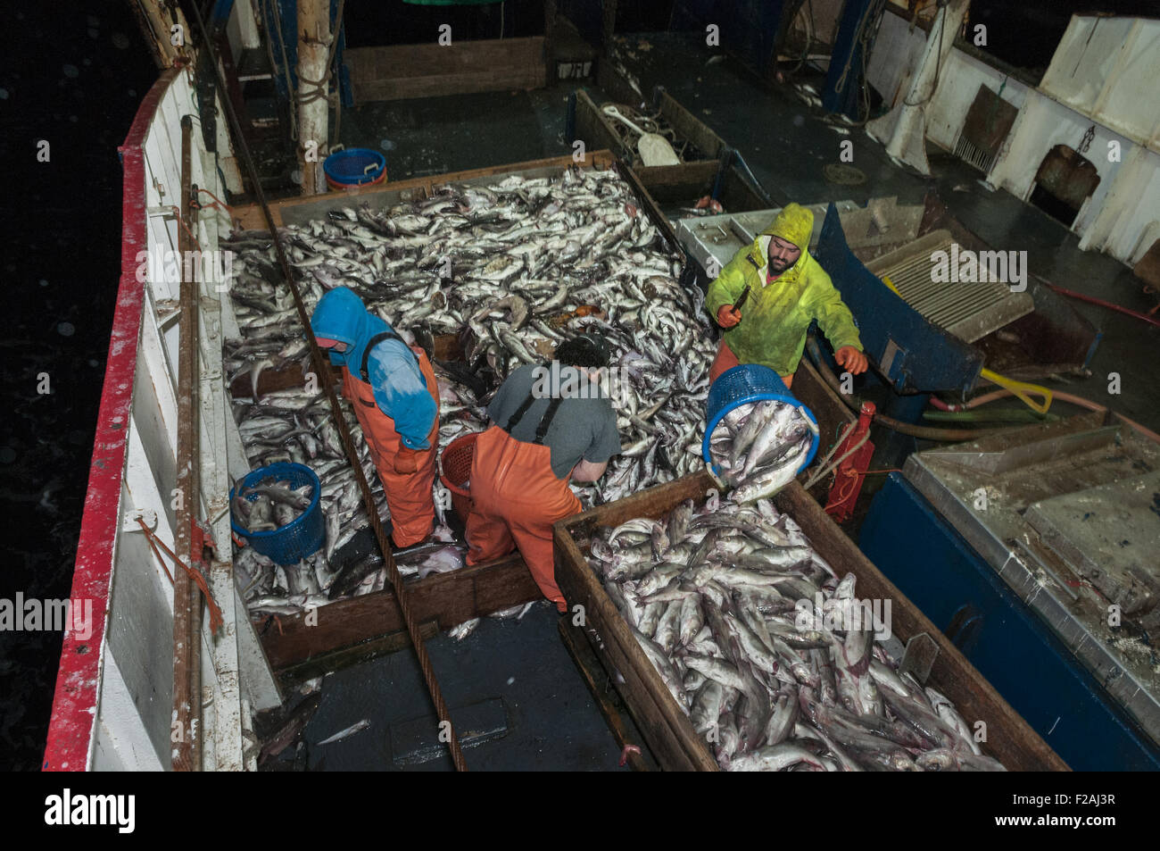 Sorting catch of haddock, scrod, pollock and dogfish on deck of ...