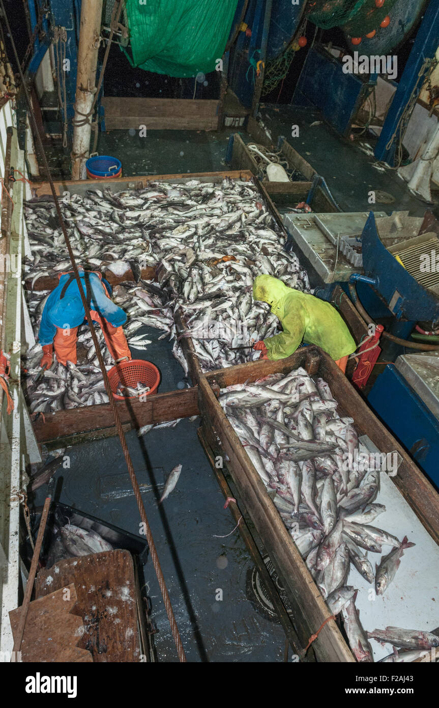 Sorting catch of haddock, scrod, pollock and dogfish on deck of ...